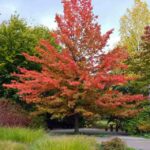 Recommended Native Trees for Northern Virginia