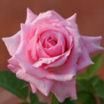 Rosa rugosa 'Alba' (Rugosa Rose)