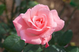 Rosa 'Belinda's Dream' (Shrub Rose): All You Need To Know