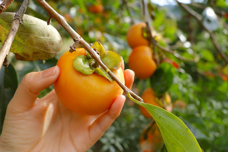 Diospyros kaki (Persimmon): Benefits, Uses, and Growing Tips