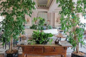 Ficus Tree: Varieties and Indoor Growing Guide