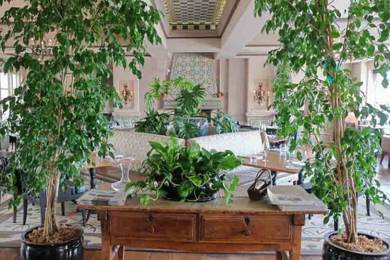 Ficus Tree: Varieties and Indoor Growing Guide