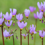 Salvia nemorosa 'Violet Riot' (Sage)