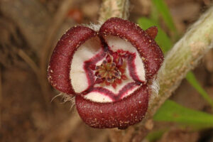 Wild Ginger (Asarum canadense): Benefits, Challenges & Uses