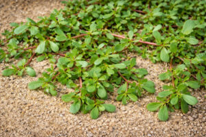 Purslane (Portulaca oleracea): Benefits, Uses, Care Guide