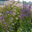 Verbena: How to Grow and Care with Success