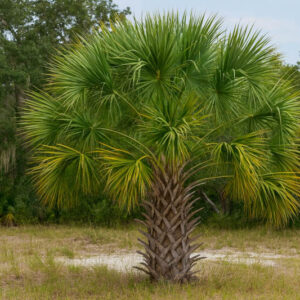Coccothrinax argentata (Florida Silver Palm)