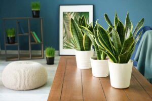 Snake Plant - Sansevieria trifasciata 'laurentii' - Plant Care 101
