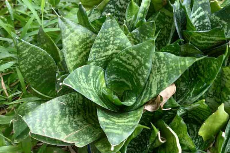 Snake Plant - Sansevieria trifasciata 'Hahnii' - Plant Care 101