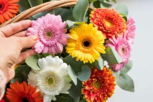 Gerbera Daisy - All You Need To Know