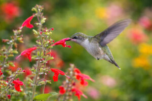 Scarlet Sage (Salvia coccinea): Benefits, Uses, and How to Grow It