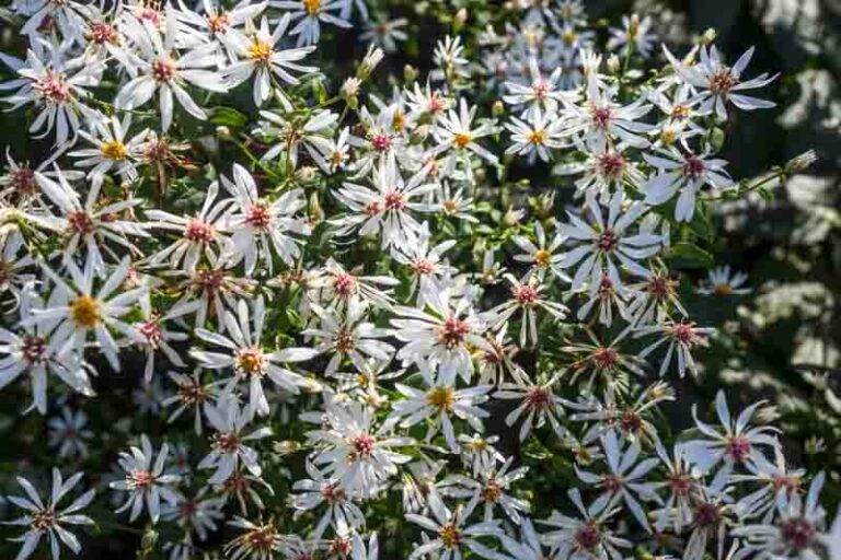 White Wood Aster - Gardenia