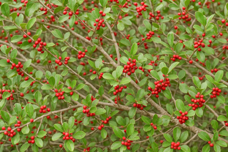Yaupon Holly (Ilex vomitoria): Varieties, Grow, Gare Guide
