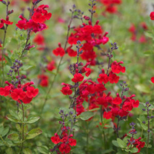 Salvia (Sage) - 30 Beautiful Species you Should Grow