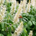 Best Native Pollinator Plants for Georgia Gardens