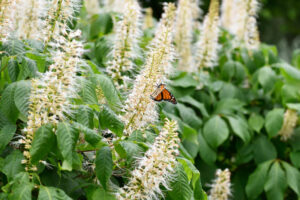 What Are Native Plants? (And Why They Matter)