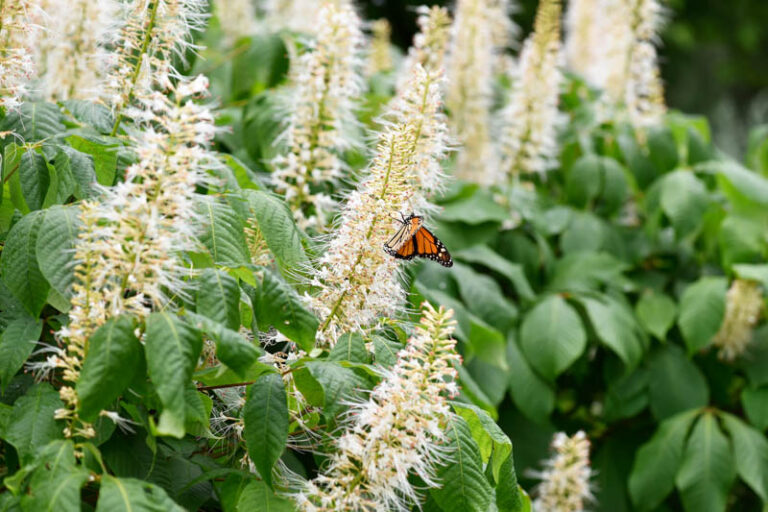 What Are Native Plants? (And Why They Matter)