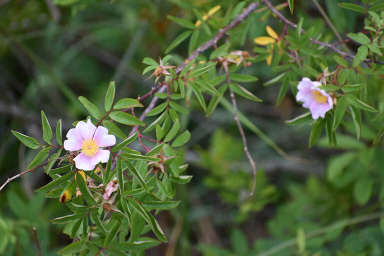 Wild Rose: Rosa palustris (Swamp Rose)
