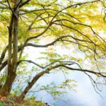 Chionanthus virginicus (Fringe Tree)