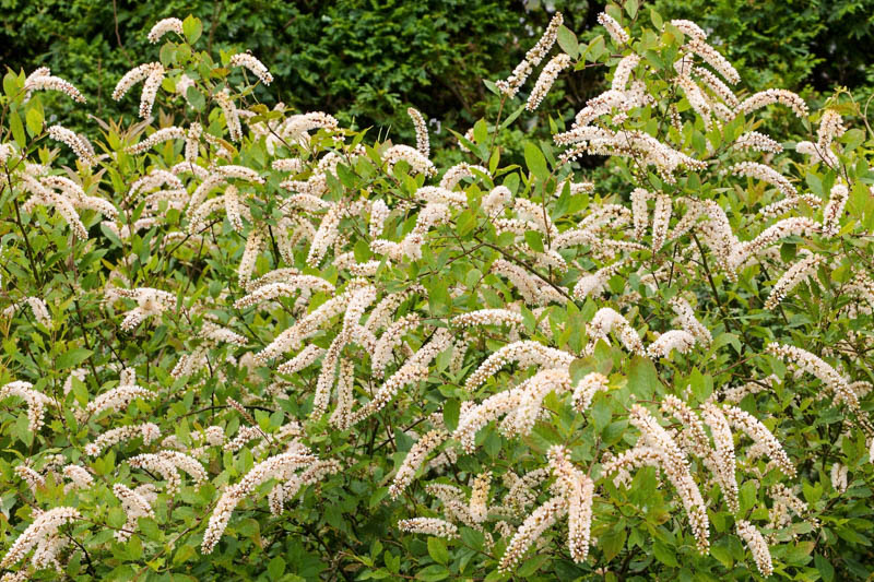 Virginia Sweetspire (Itea virginica): Uses, Varieties, Care Guide