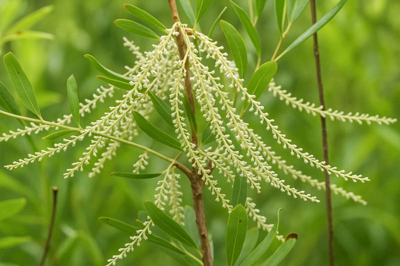 Cyrilla racemiflora (Titi)
