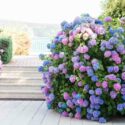 Hydrangea macrophylla Onyx™ ‘Zebra’