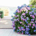 Nikko Blue Hydrangea (Hydrangea macrophylla): All About It