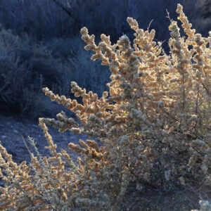 Texas Kidneywood (Eysenhardtia texana): All You Need To Know