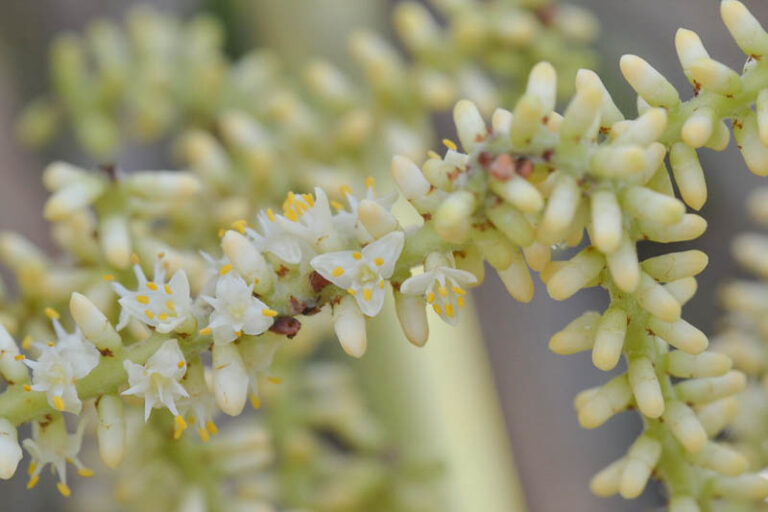 Saw Palmetto (Serenoa repens): All You Need To Know
