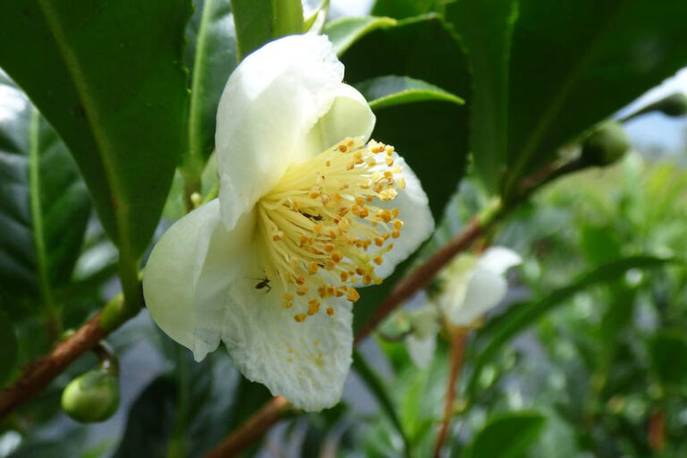 Camellia sinensis (Tea Tree): Everything You Need To Know