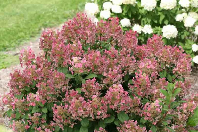 Little Quick Fire Hydrangea: All You Should Know