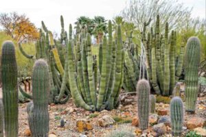 Organ Pipe Cactus (Stenocereus thurberi): All You Should Know