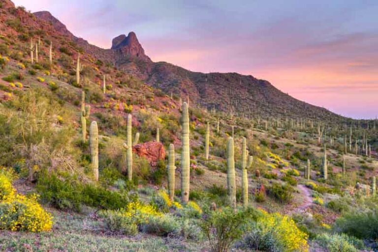 Saguaro Cactus (Carnegiea gigantea): All You Need To Know