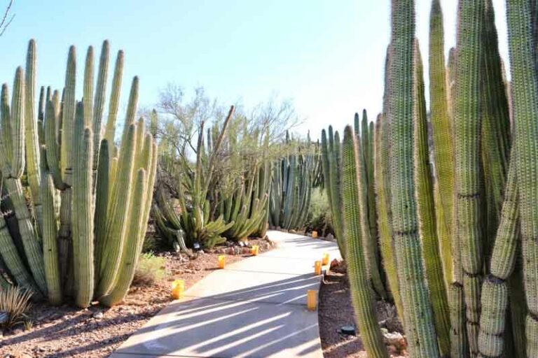 Organ Pipe Cactus (Stenocereus thurberi): All You Should Know