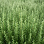 Salvia rosmarinus 'Barbecue' (Rosemary)
