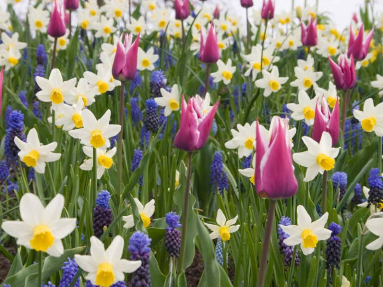 Late Spring - The Best Plants to Grow in Your Garden