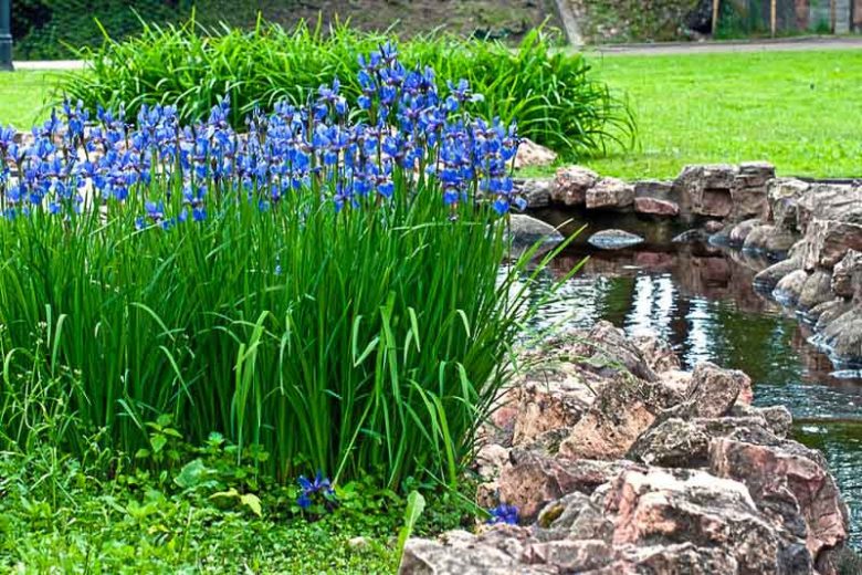 Bog Gardens - The Best Plants to Grow in your Garden