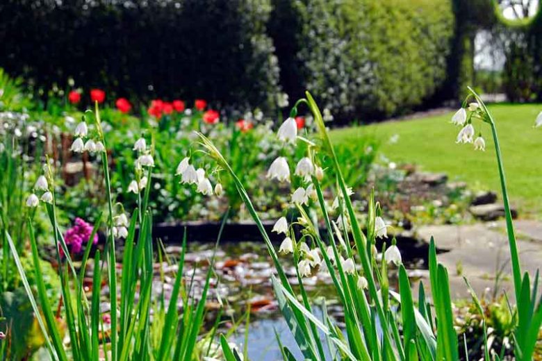 Leucojum aestivum (Summer Snowflake)
