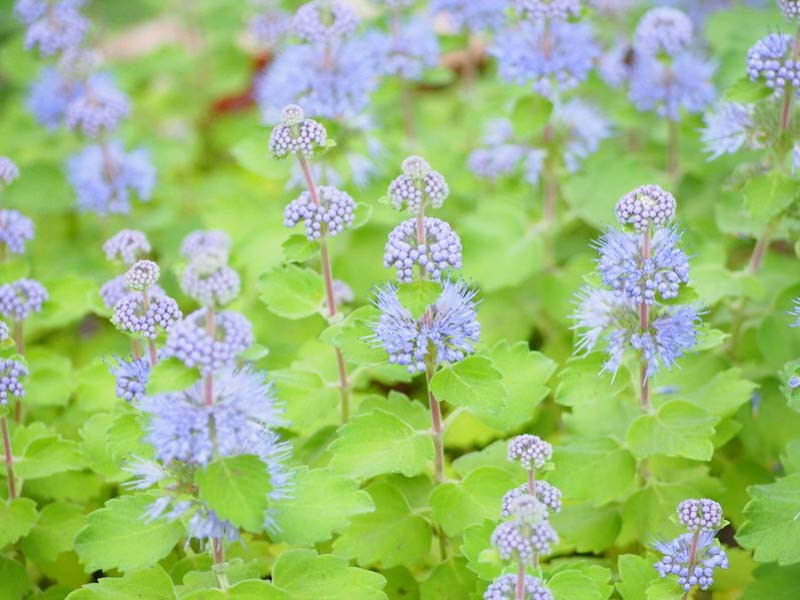 Bluebeard (Caryopteris)