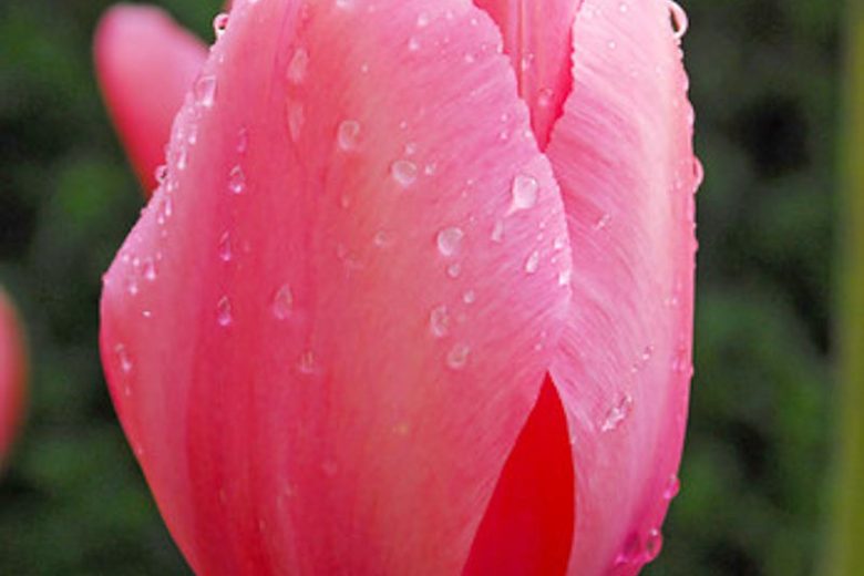 Tulipa 'Pink Impression' (Darwin Hybrid Tulip)