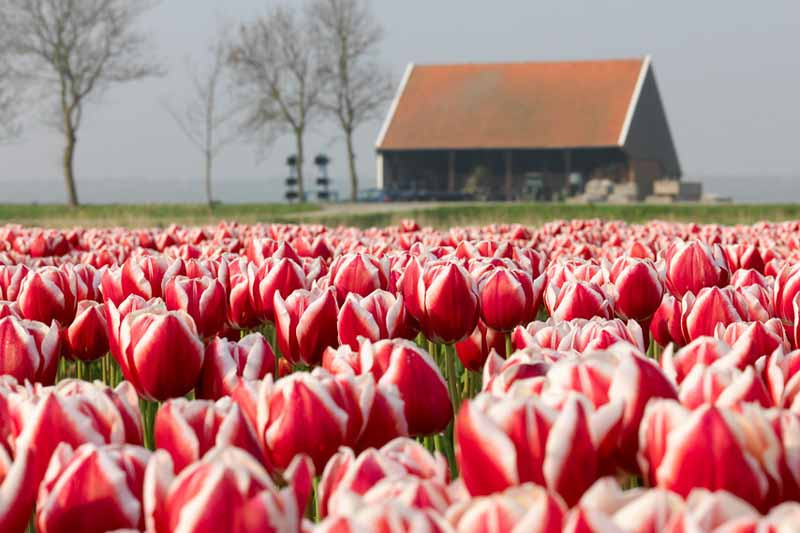Triumph Tulips: The Perfect Choice for Vibrant Spring Color
