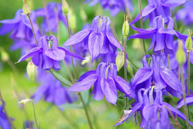 Columbine Wonders Unveiled: Stunning Blooms to Adore