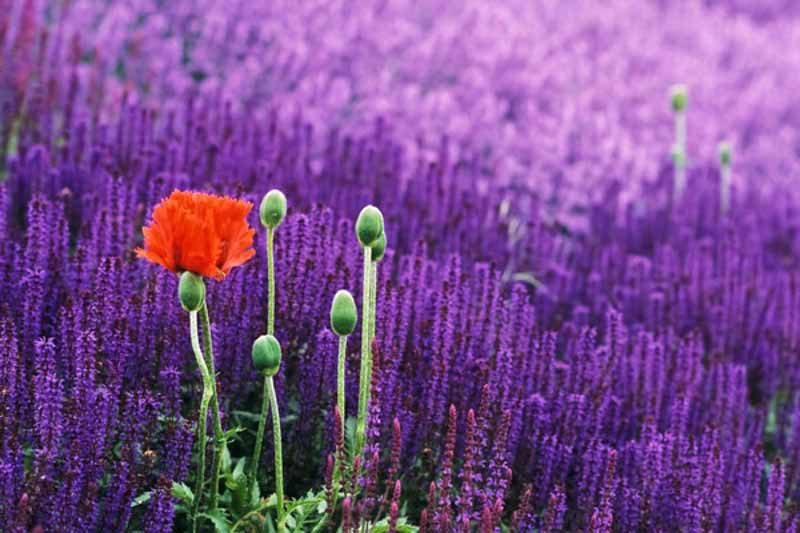 Hardy Perennial Salvias (Sage)