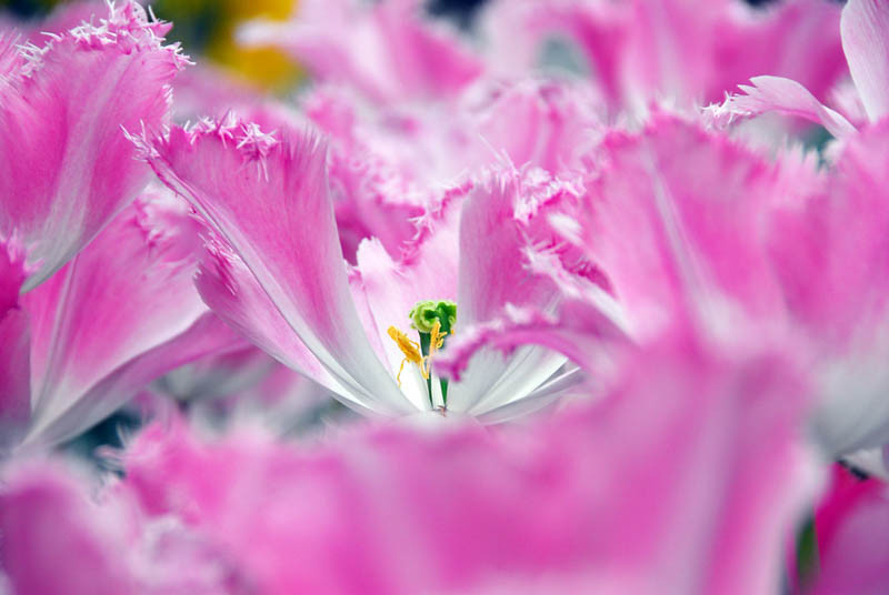 Fringed Tulips: Add a Touch of Elegance to Your Spring Garden