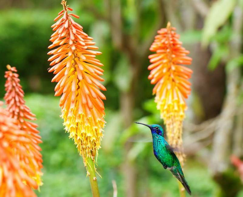 Red Hot Poker: Vibrant Perennial with Torch-Like Flowers
