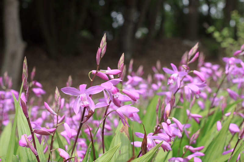 Bletilla: The Ultimate Guide to Hardy Orchids for Your Garden