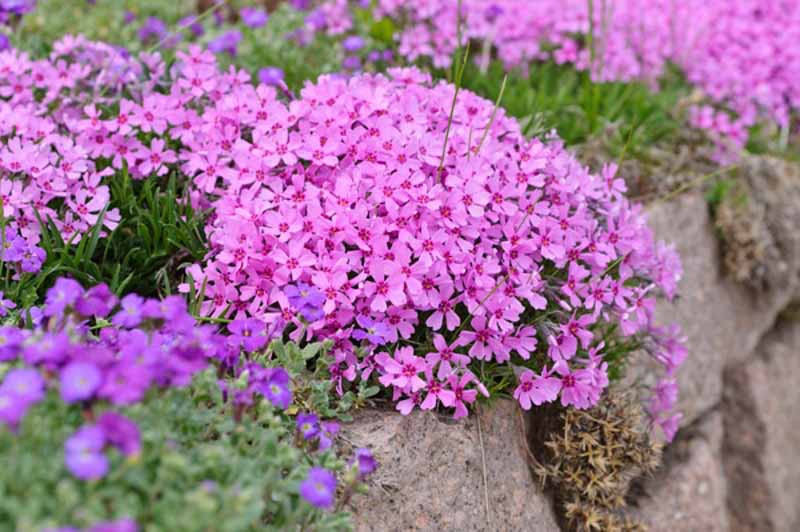 Phlox Subulata Emerald Pink