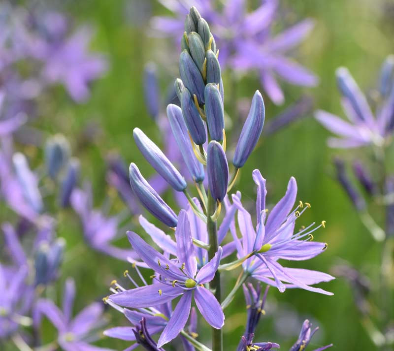 Camas (Camassia)