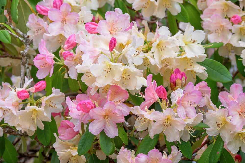 Azaleas and Rhododendrons