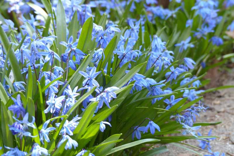Scilla Varieties